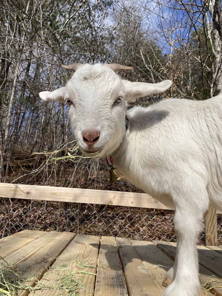 Seven Steps to Happiness (According to Goats) | Carol McClain, Author ...